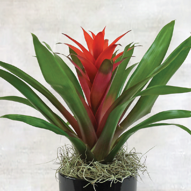 Houseplants | Wiegand's