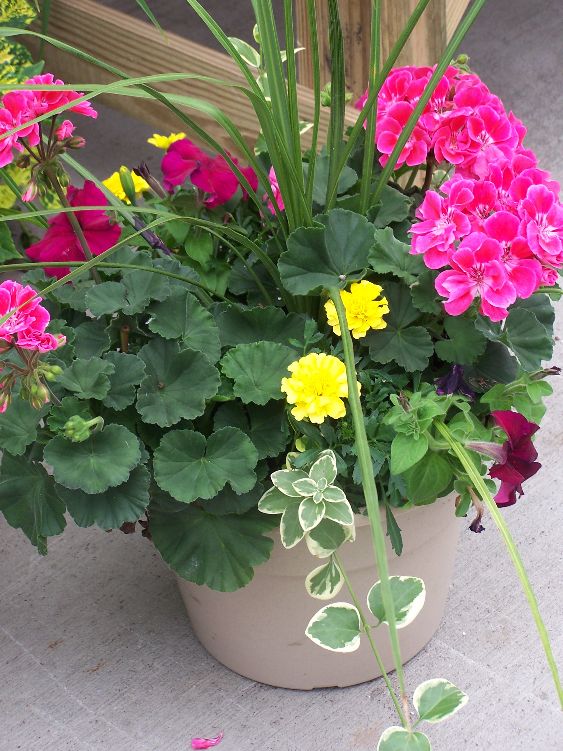 combo geranium spike | Ray Wiegand's Nursery