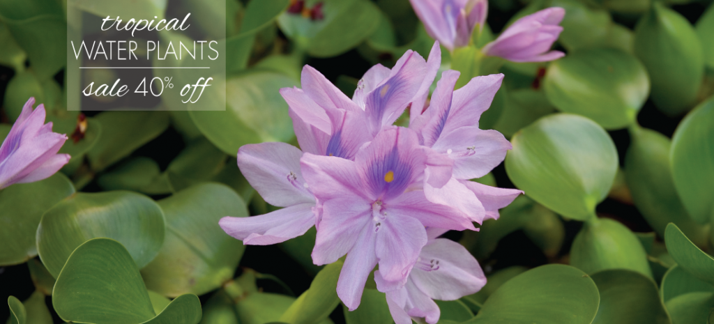 water_plants_tropical | Ray Wiegand's Nursery