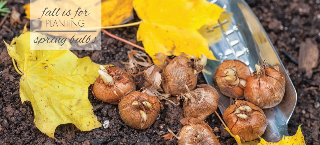 fall_bulbs | Ray Wiegand's Nursery