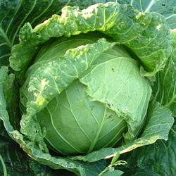 veg6 | Ray Wiegand's Nursery