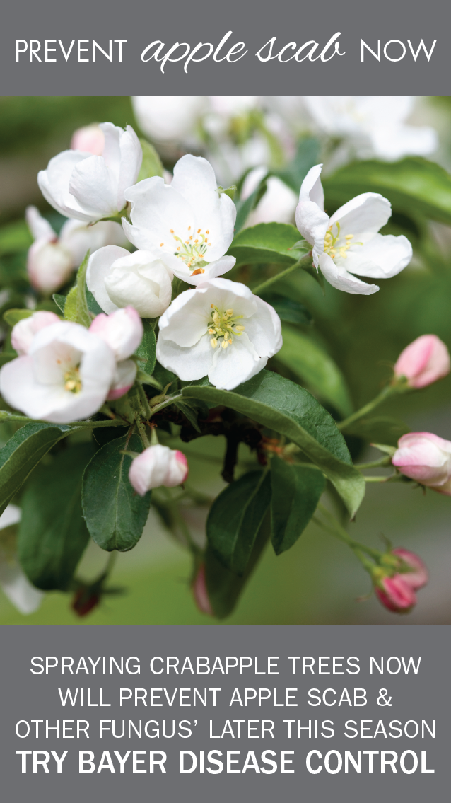 applescab_beacon | Ray Wiegand's Nursery