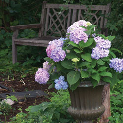hydrangeas-2 | Ray Wiegand's Nursery