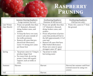 raspberry-chart | Ray Wiegand's Nursery