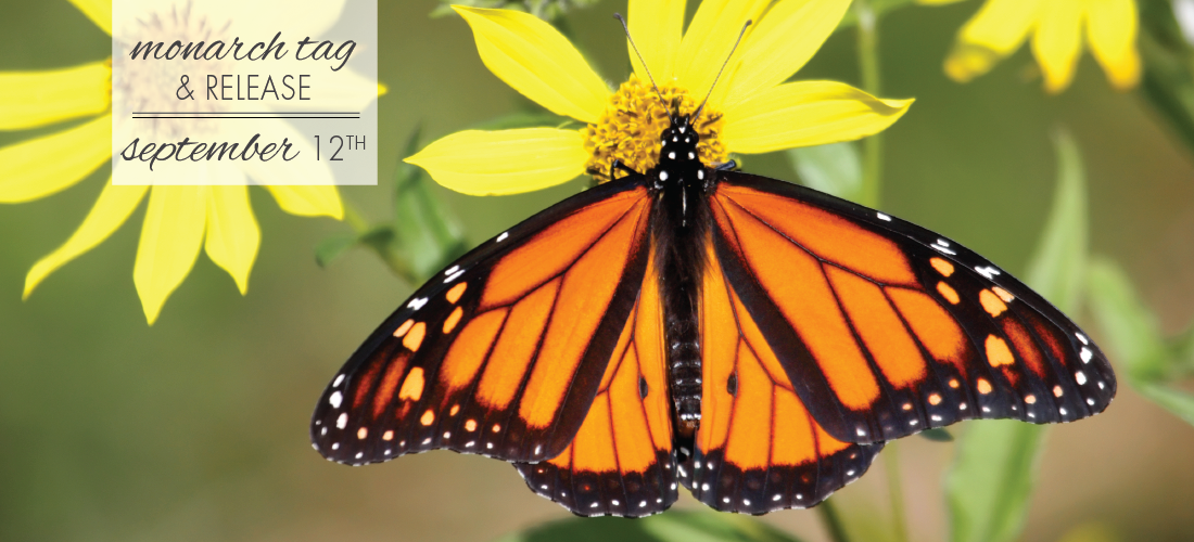 monarch_tag