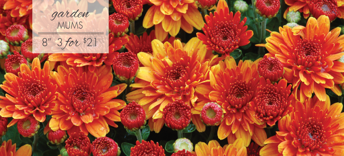 mum | Ray Wiegand's Nursery