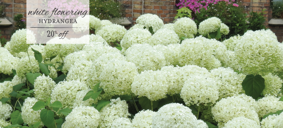 hydrangea | Ray Wiegand's Nursery