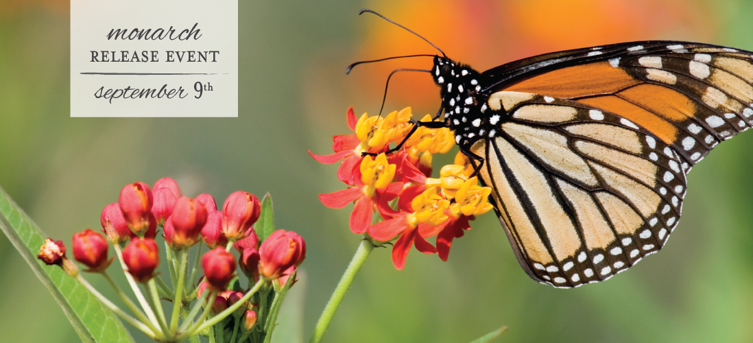 monarch_release