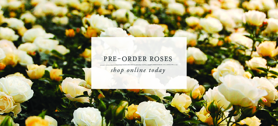 preorder roses-01 | Ray Wiegand's Nursery